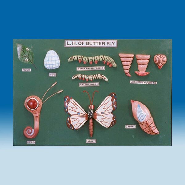 Insect Life History - Supertek Edu