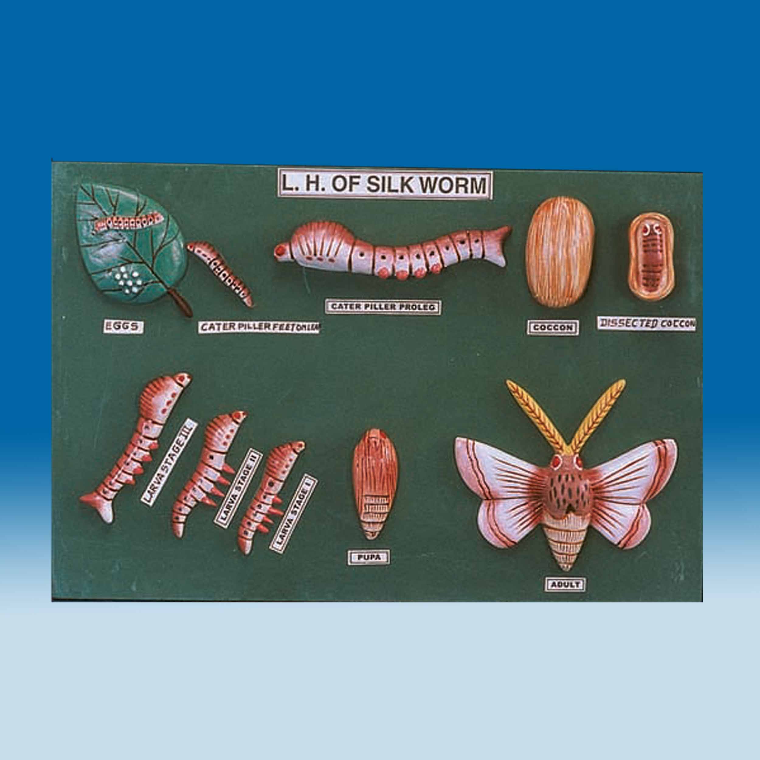 Insect Life History - Supertek Edu