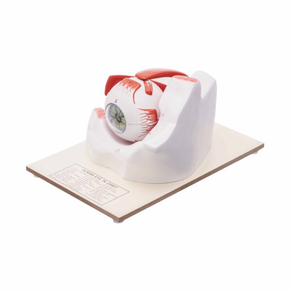 Human Eye in Bony Orbit Model – Detailed Anatomical Tool