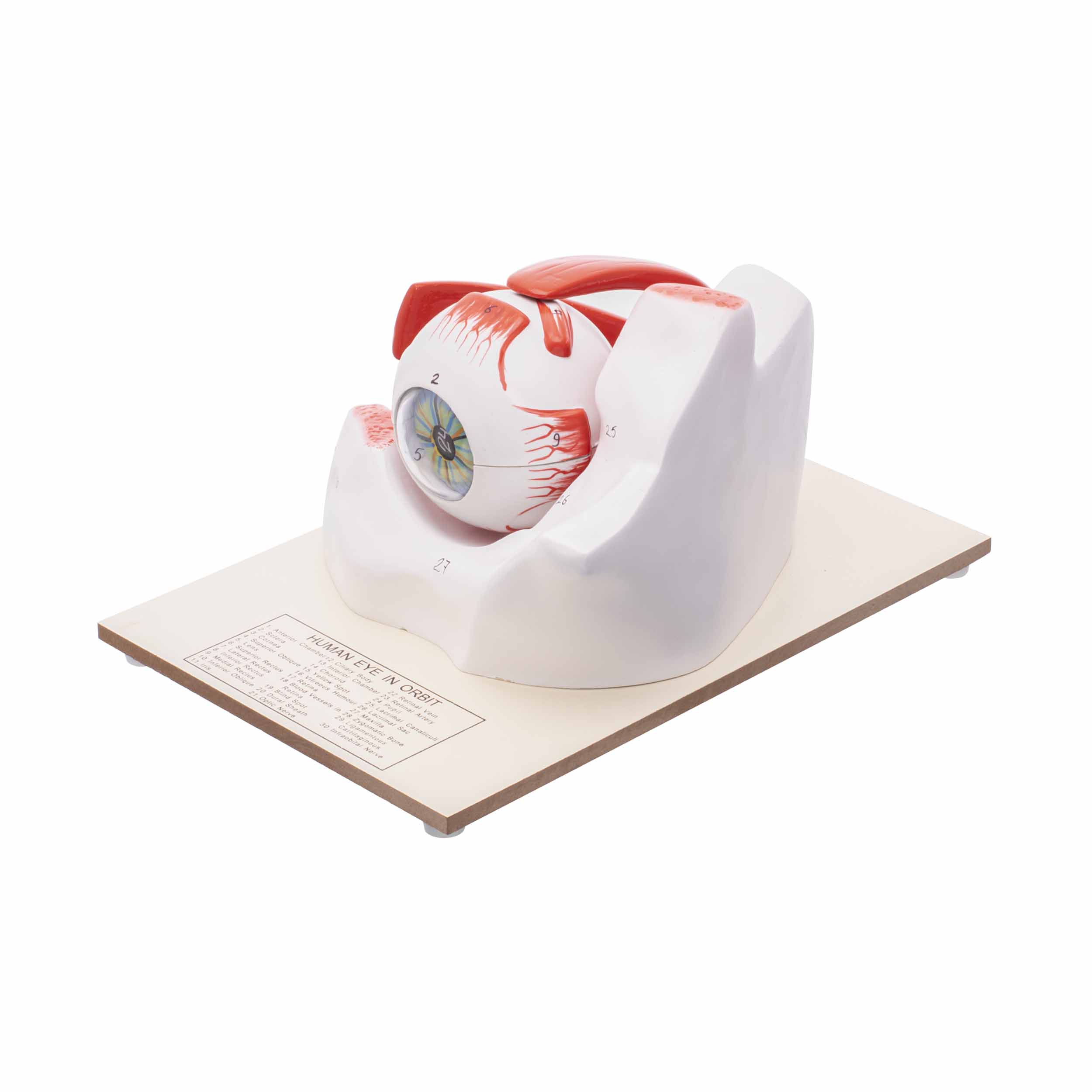 Human Eye in Bony Orbit Model – Detailed Anatomical Tool