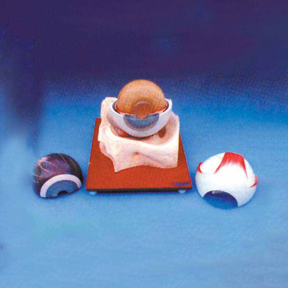 Eye Model on Bony Base – 7 Parts Enlarged | Supertek