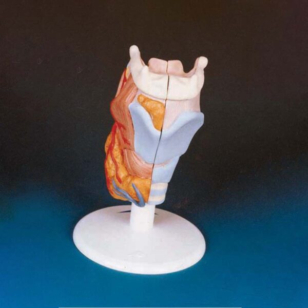 Larynx Model, 2 Parts – Detailed Anatomy | Supertek