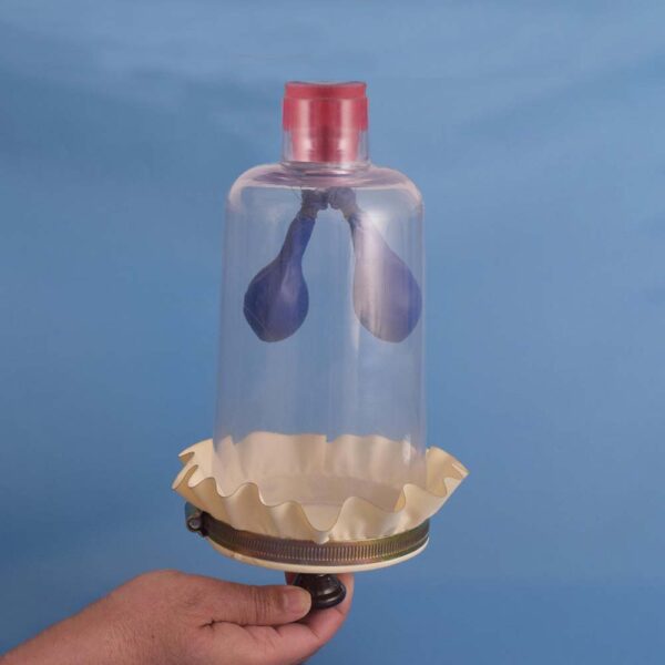 Working Model of Human Lungs - Supertek Edu