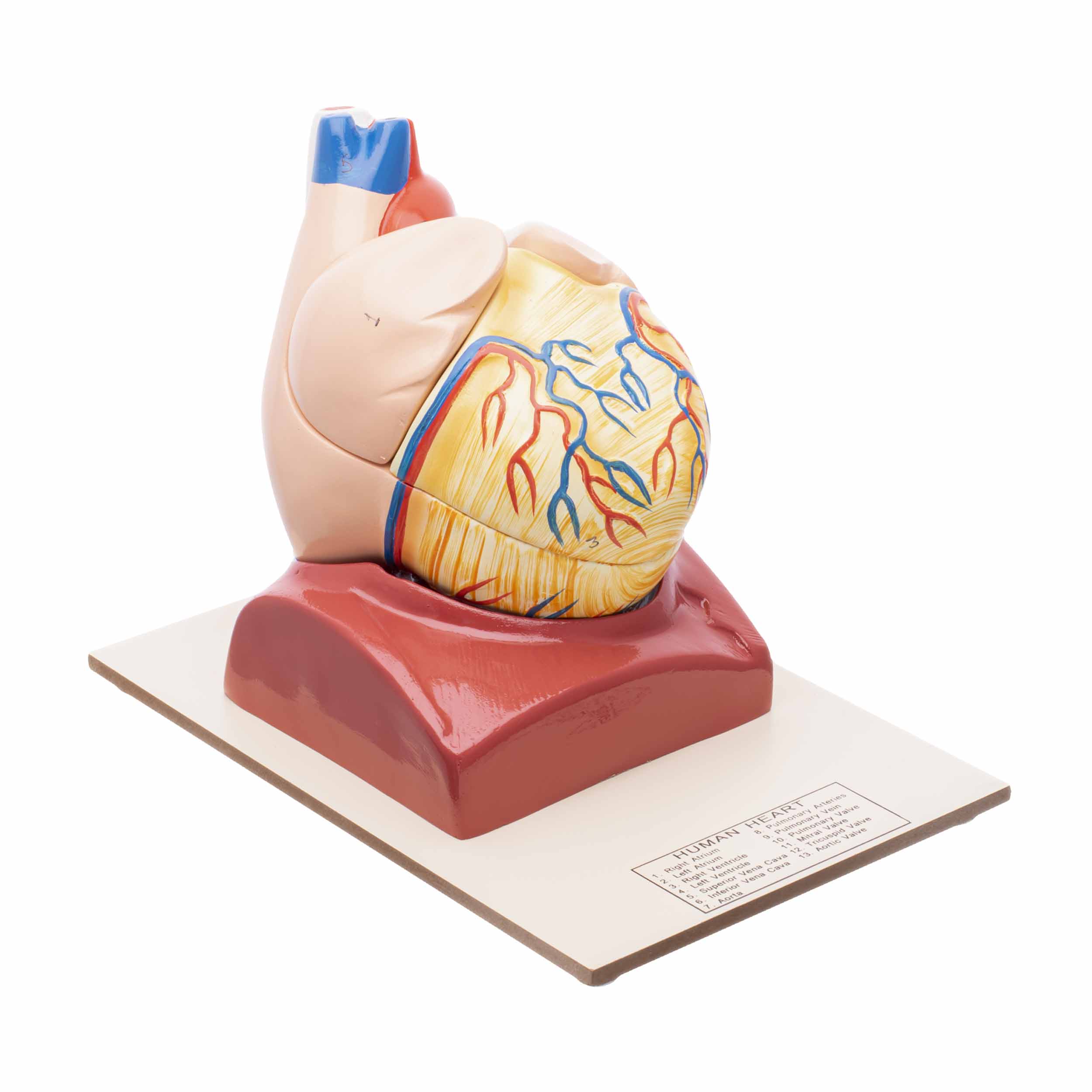 Human Heart Extra Large Model – Detailed Anatomical Tool