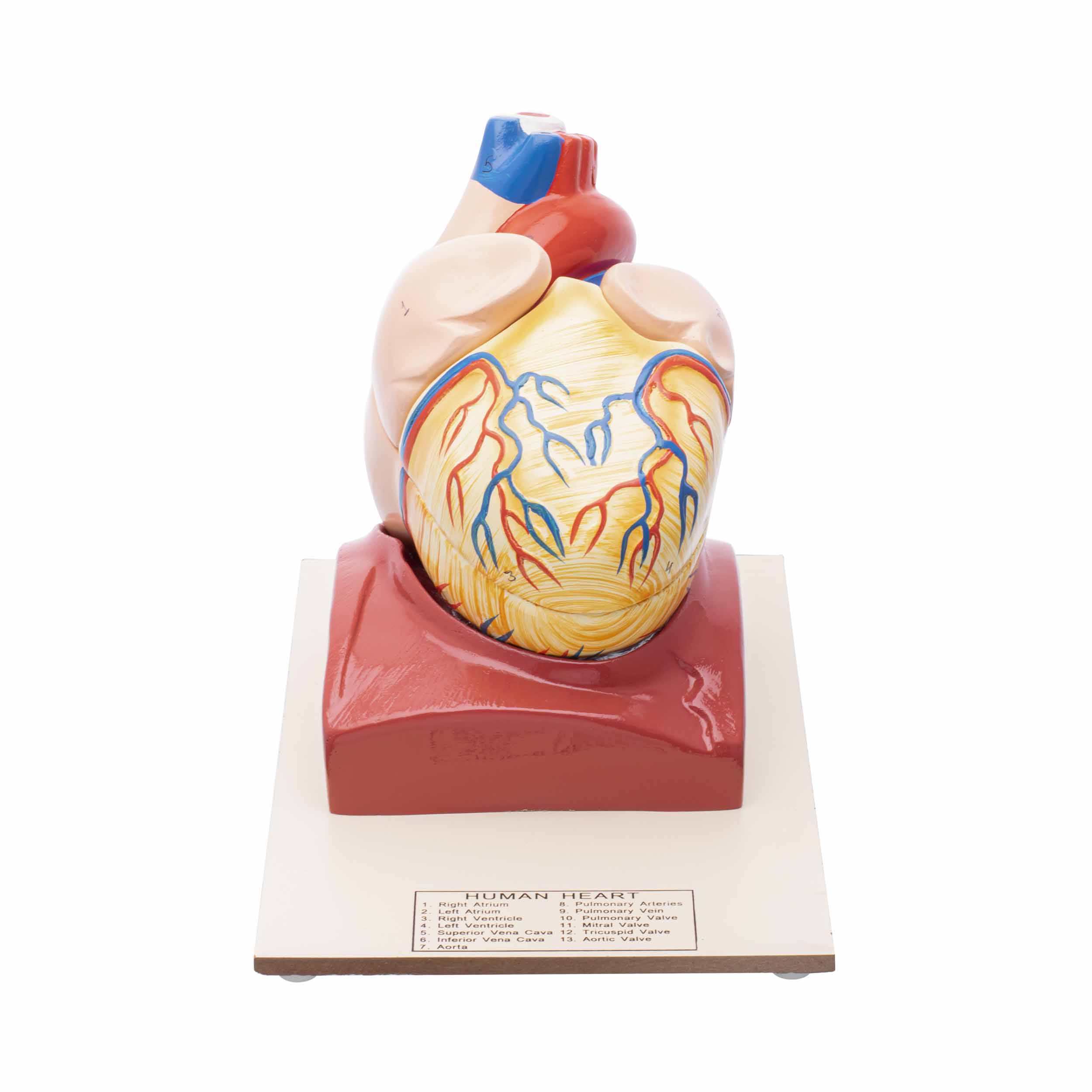 Human Heart Extra Large Model – Detailed Anatomical Tool