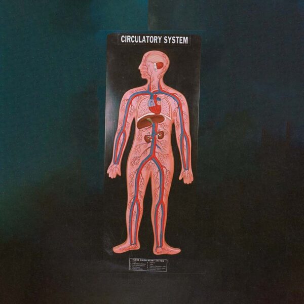 Human Circulatory System Model – Anatomical Teaching Tool
