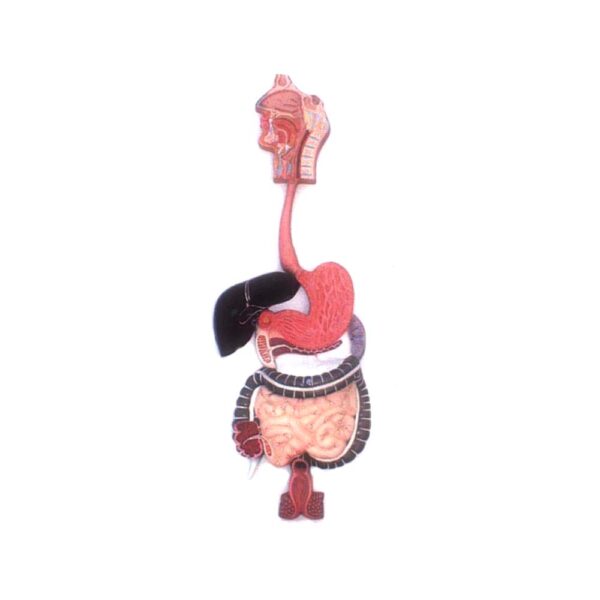Human Digestive System Model – Detailed Anatomical Tool