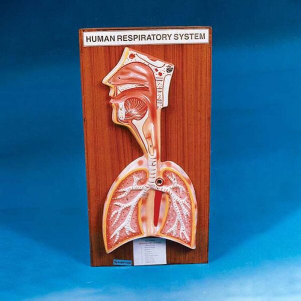 Human Respiratory System Model – Anatomical Educational Tool