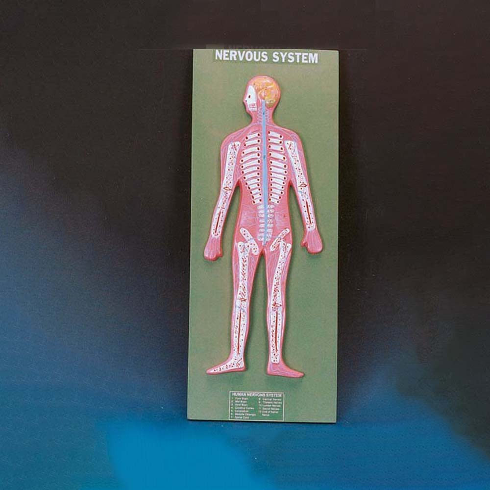 Human Nervous System Model – Detailed Anatomical Tool
