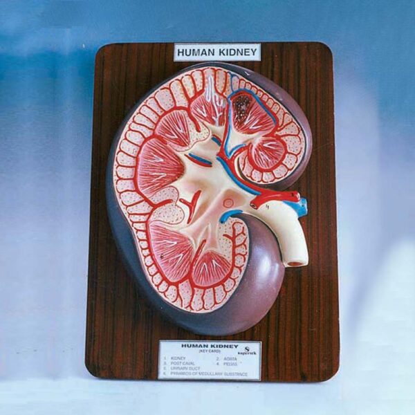 Human Kidney Model L.S. – Detailed Anatomical Tool