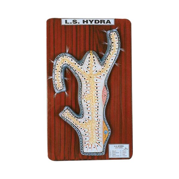 Model of Hydra - Supertek Edu