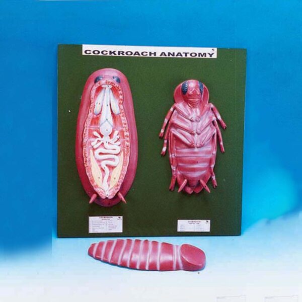 Cockroach Anatomy - Supertek Edu