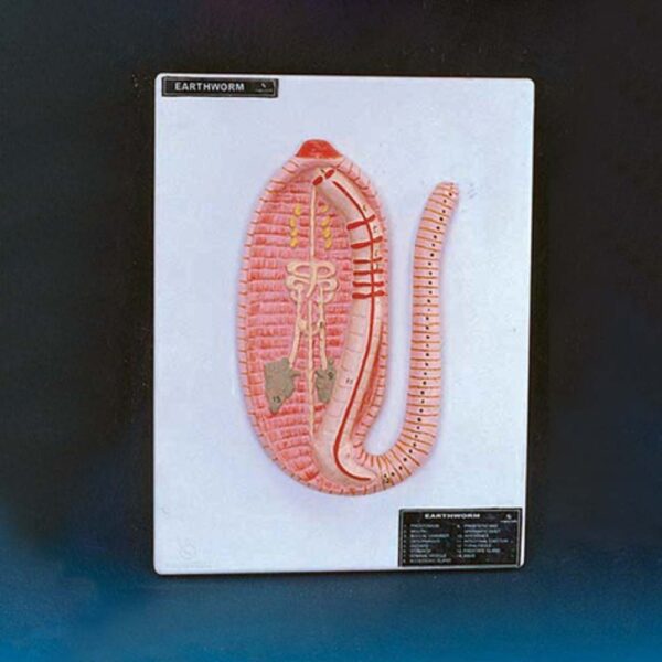 Earthworm Dissection - Supertek Edu