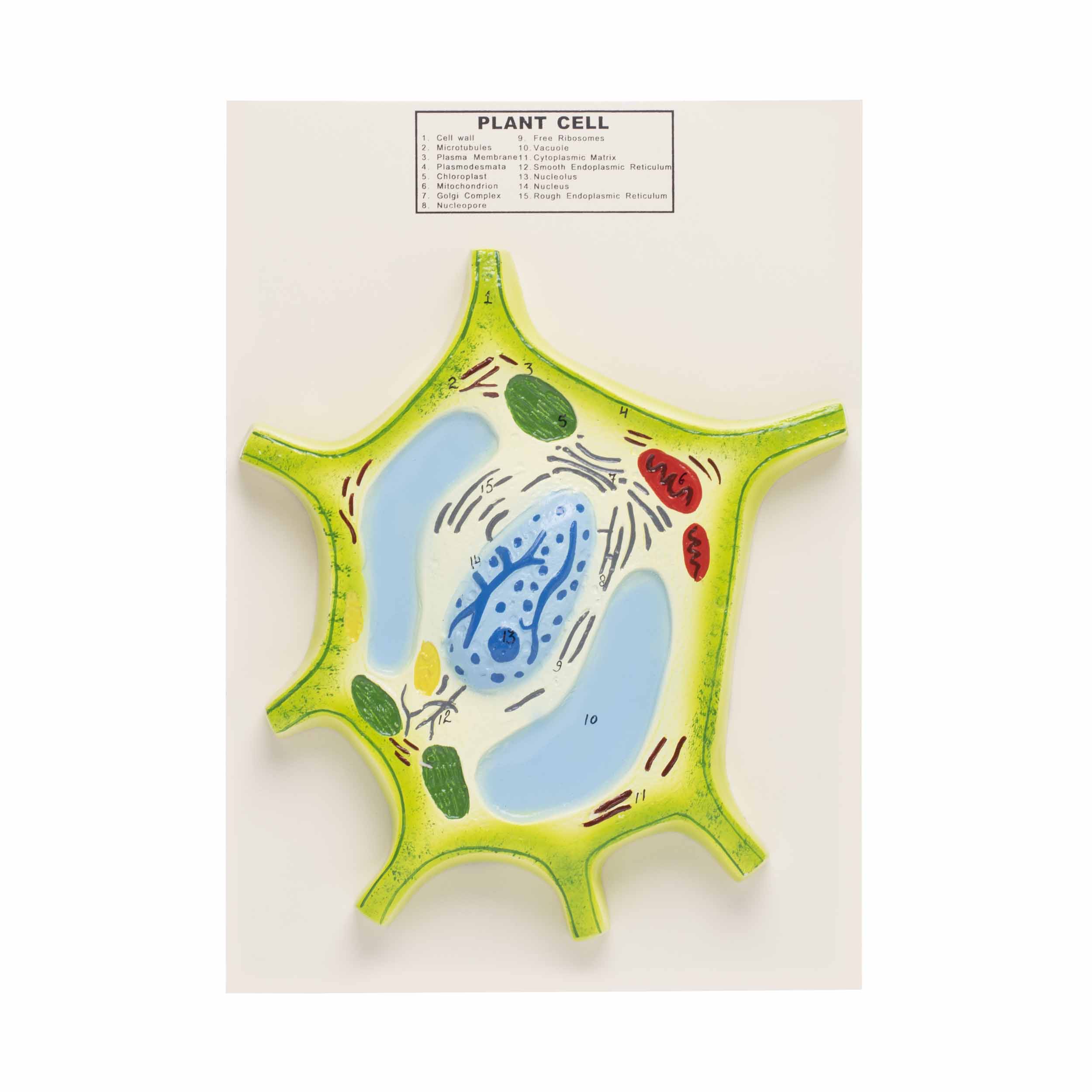 Animal Cell Division, Mitosis - Supertek Edu