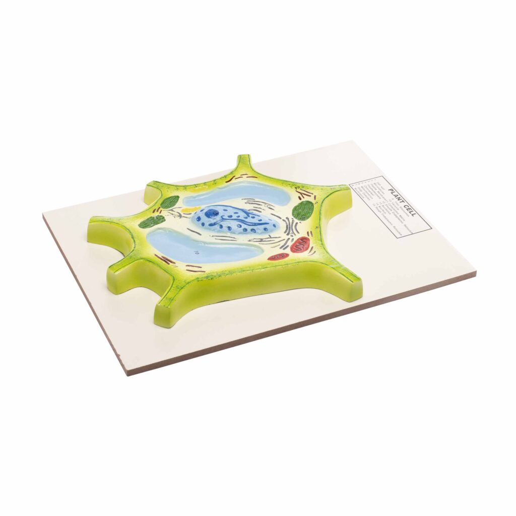 Animal Cell Division, Mitosis - Supertek Edu