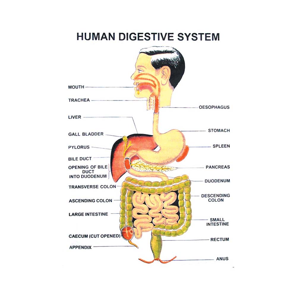 Human Physiology Polyart Charts | For School & College Labs