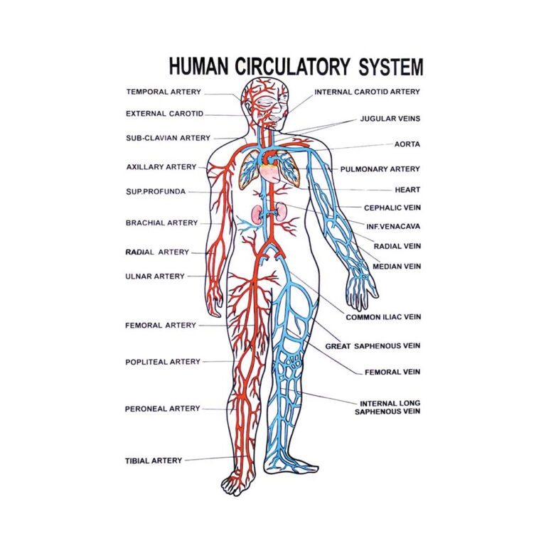 Human Physiology Polyart Charts | For School & College Labs
