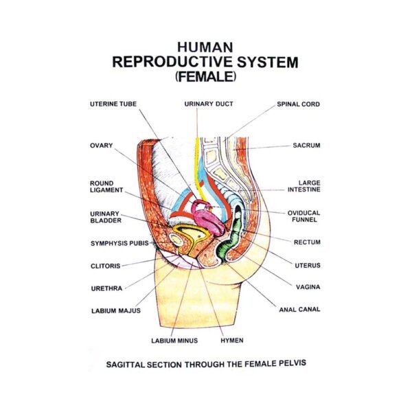 Human Reproduction Charts Durable And Detailed Supertek 3785