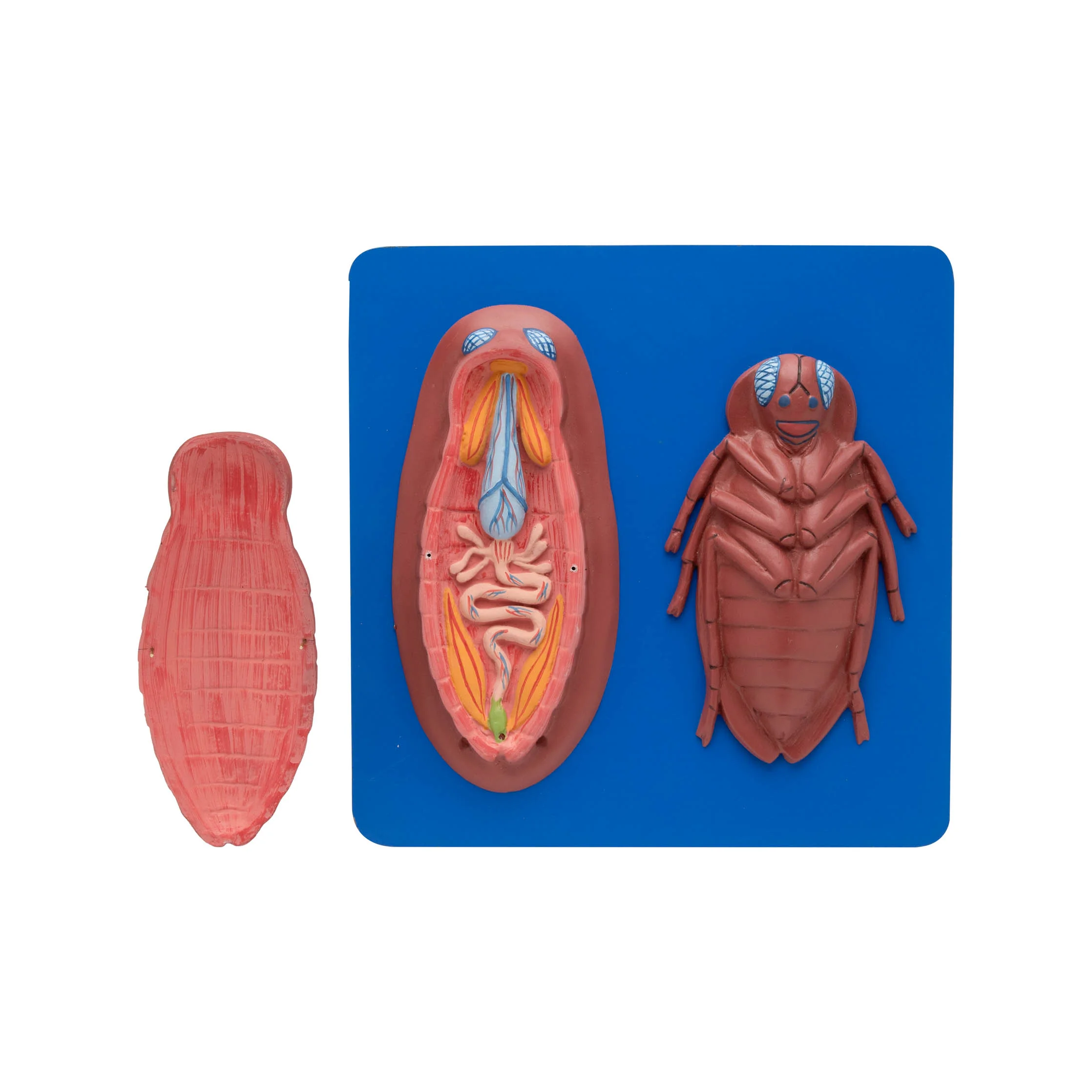 COCKROACH DISSECTED MODEL - Supertek Edu
