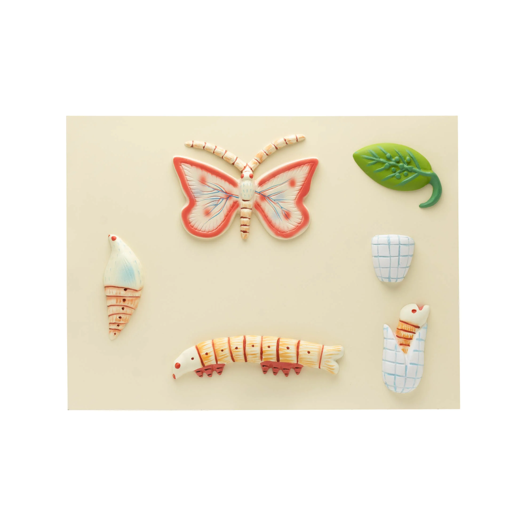 LIFE HISTORY OF BUTTERFLY MODEL - Supertek Edu