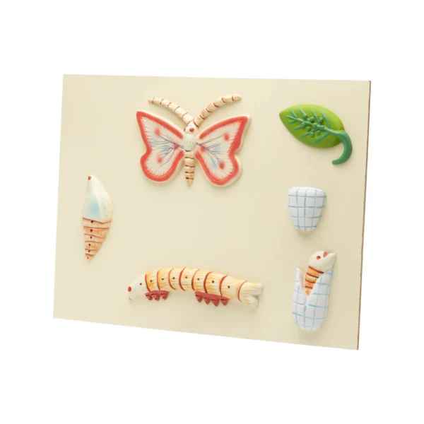 LIFE HISTORY OF BUTTERFLY MODEL - Supertek Edu